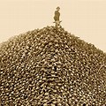 The Destruction of the American Bison from 1865 to 1889 And Its ...