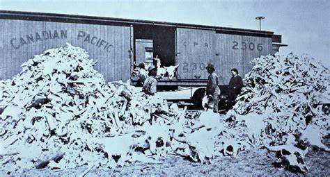 The Destruction of the American Bison from 1865 to 1889 And Its ...