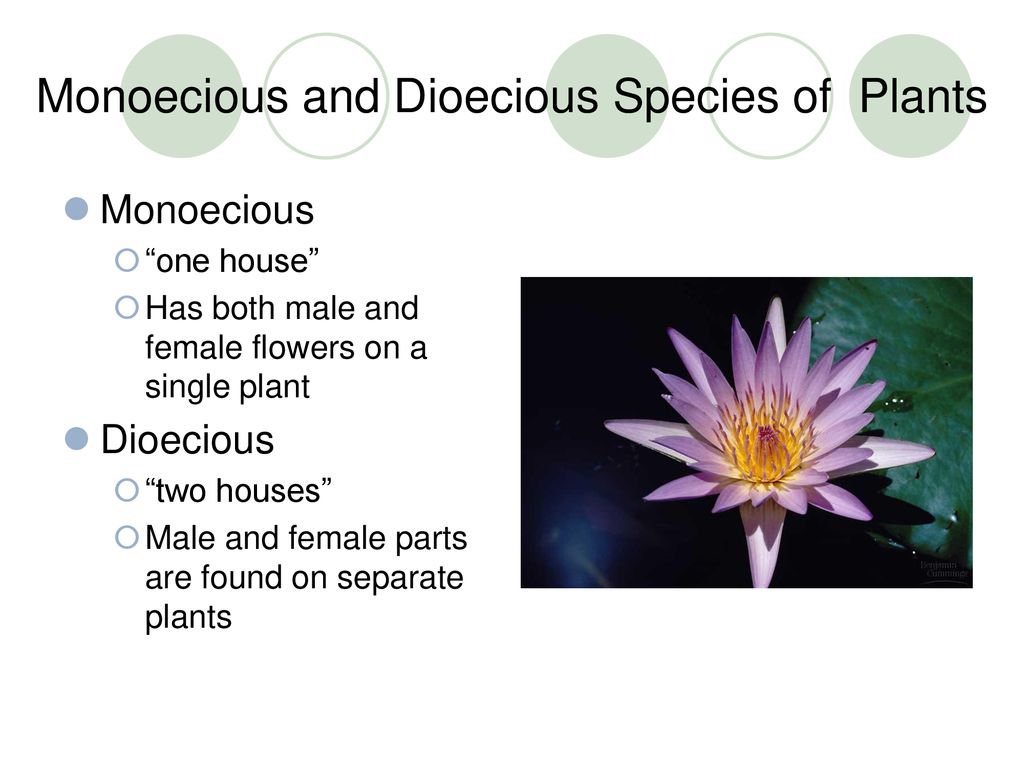 18th Century Swedish Botanist Carolus Linnaeus’ Insight into The Sex ...